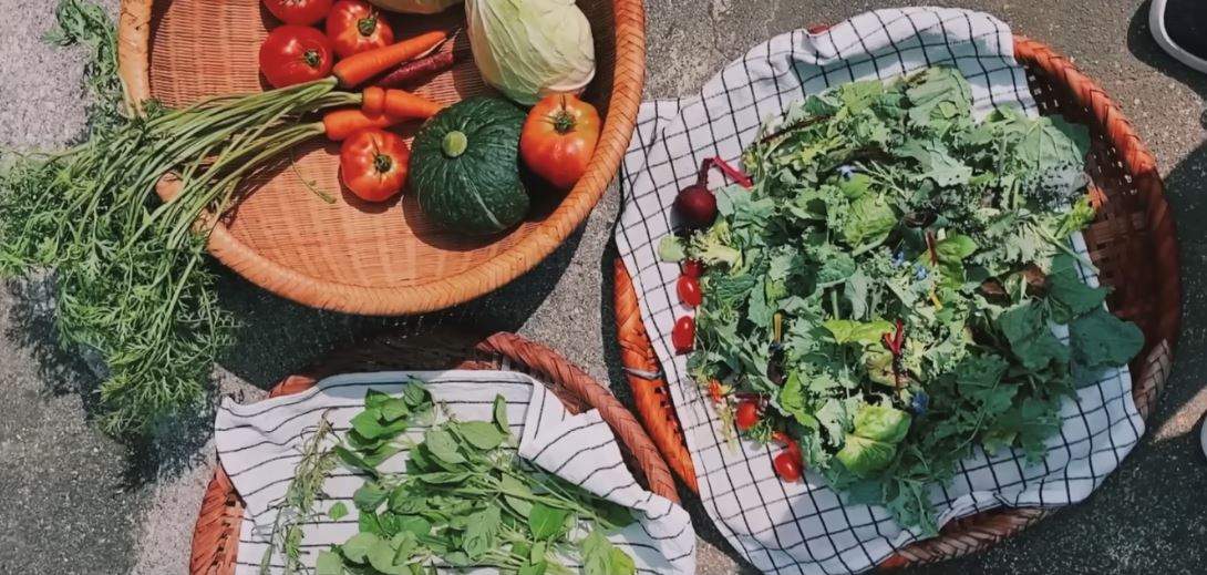 Why You Should Grow Salad: The Ultimate Salad Garden Guide | Inaka ...