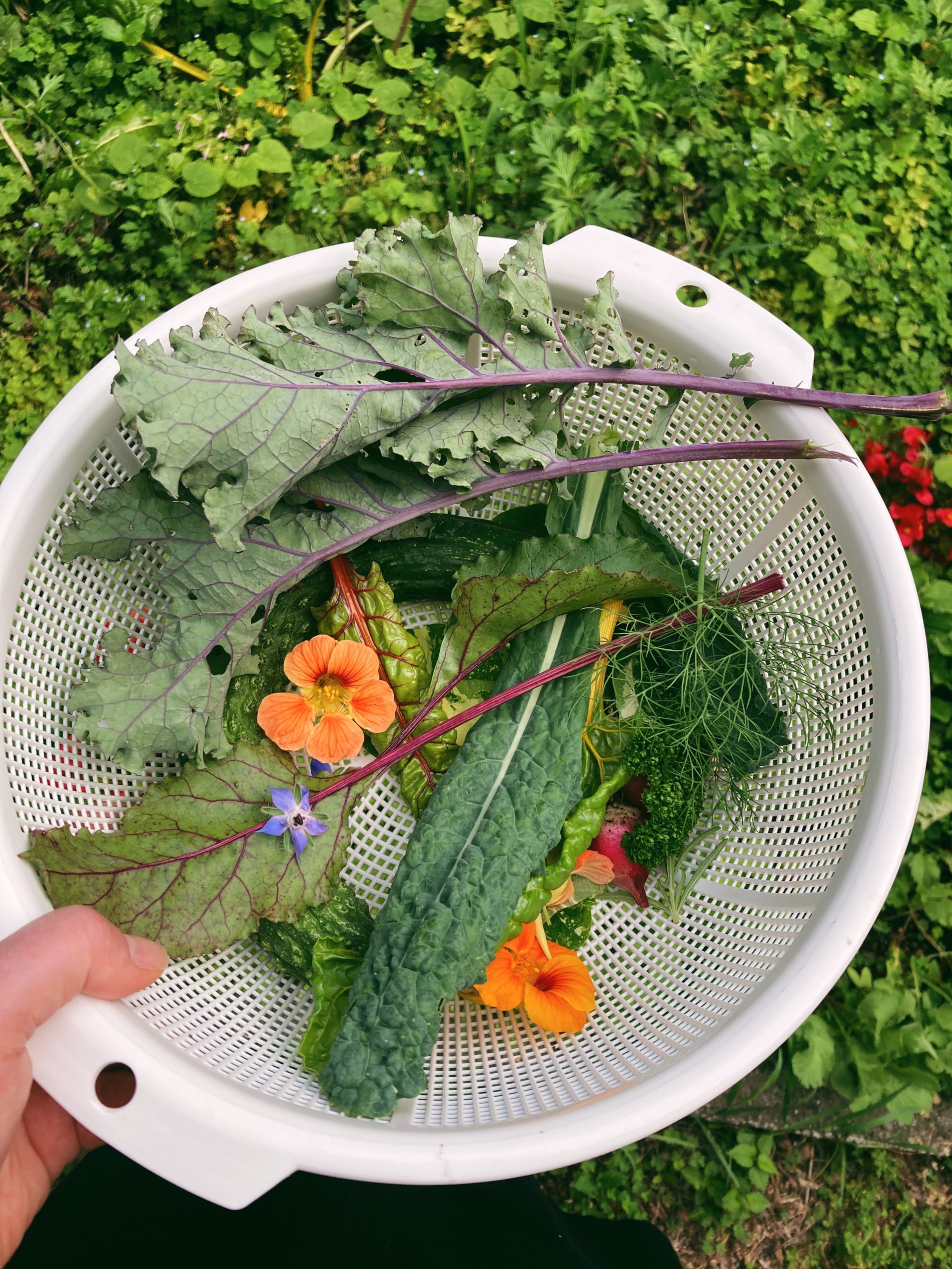Why You Should Grow Salad: The Ultimate Salad Garden Guide | Inaka ...